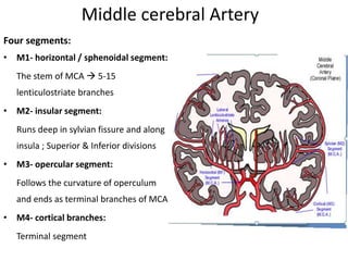 Blood supply of brain | PPT