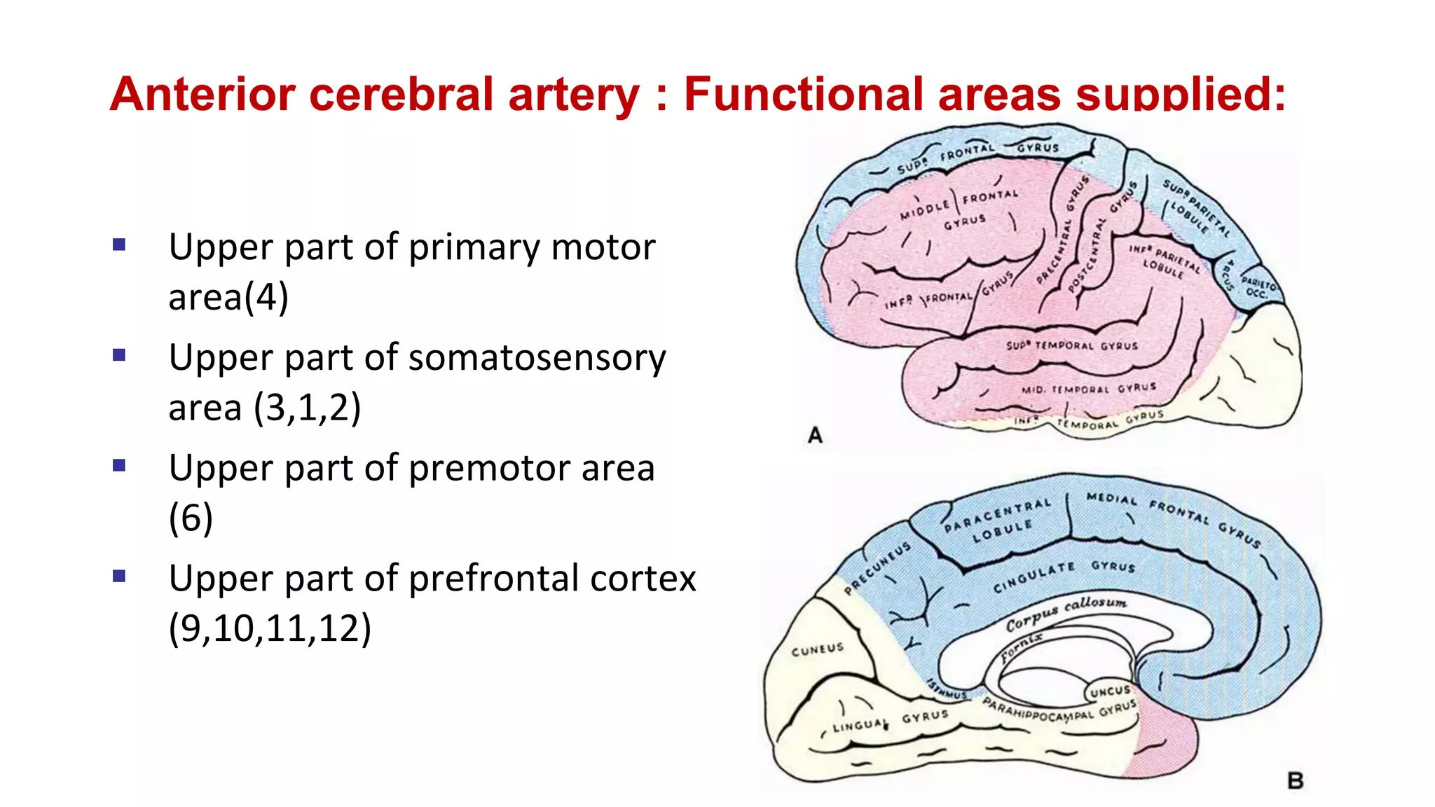Blood supply of brain | PPTX