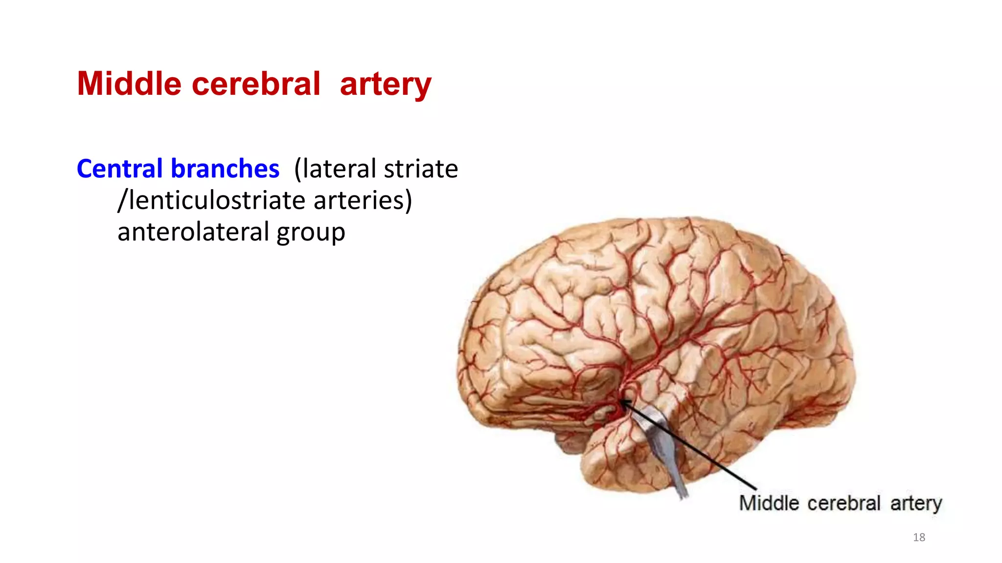 Blood supply of brain | PPTX