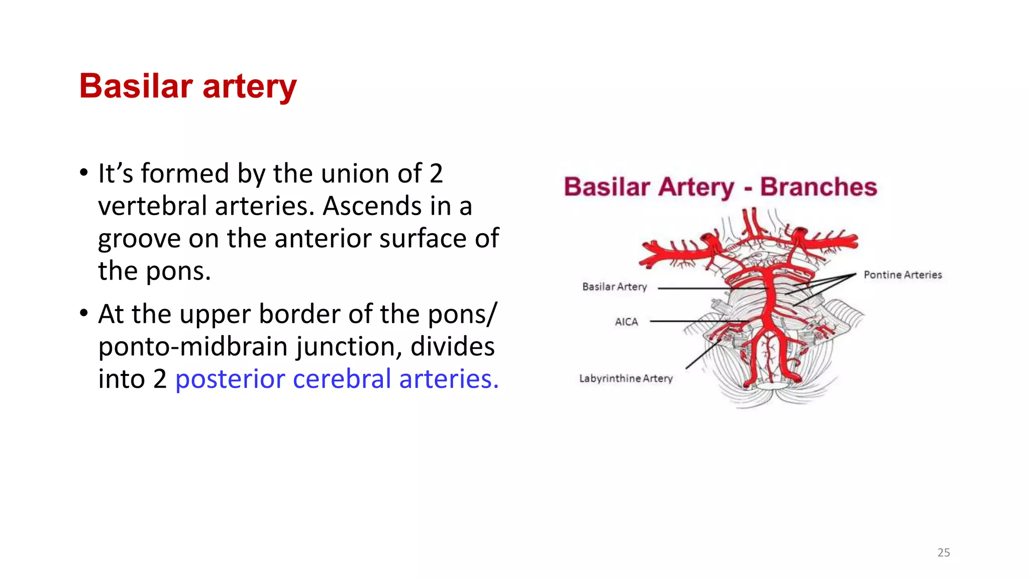 Blood supply of brain | PPTX