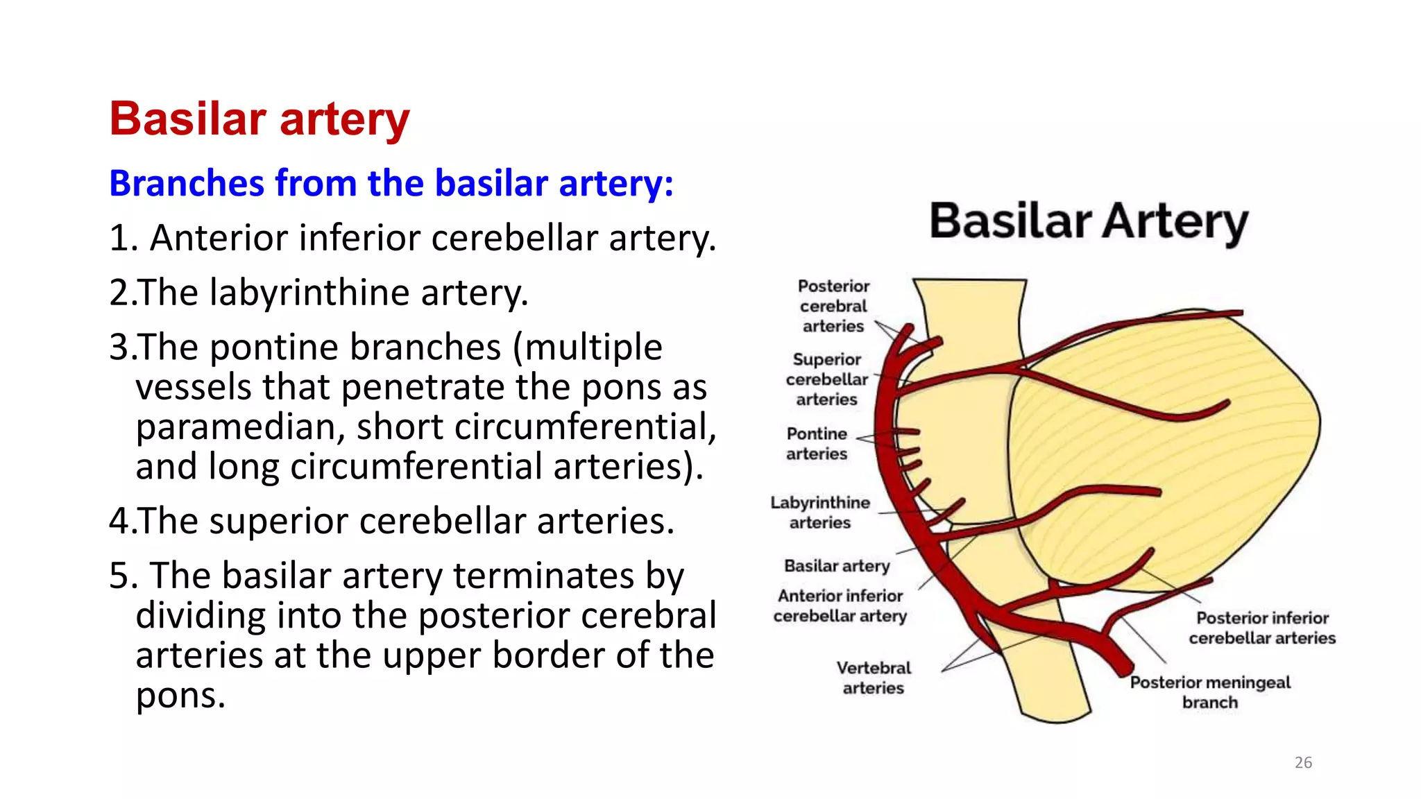 Blood supply of brain | PPTX