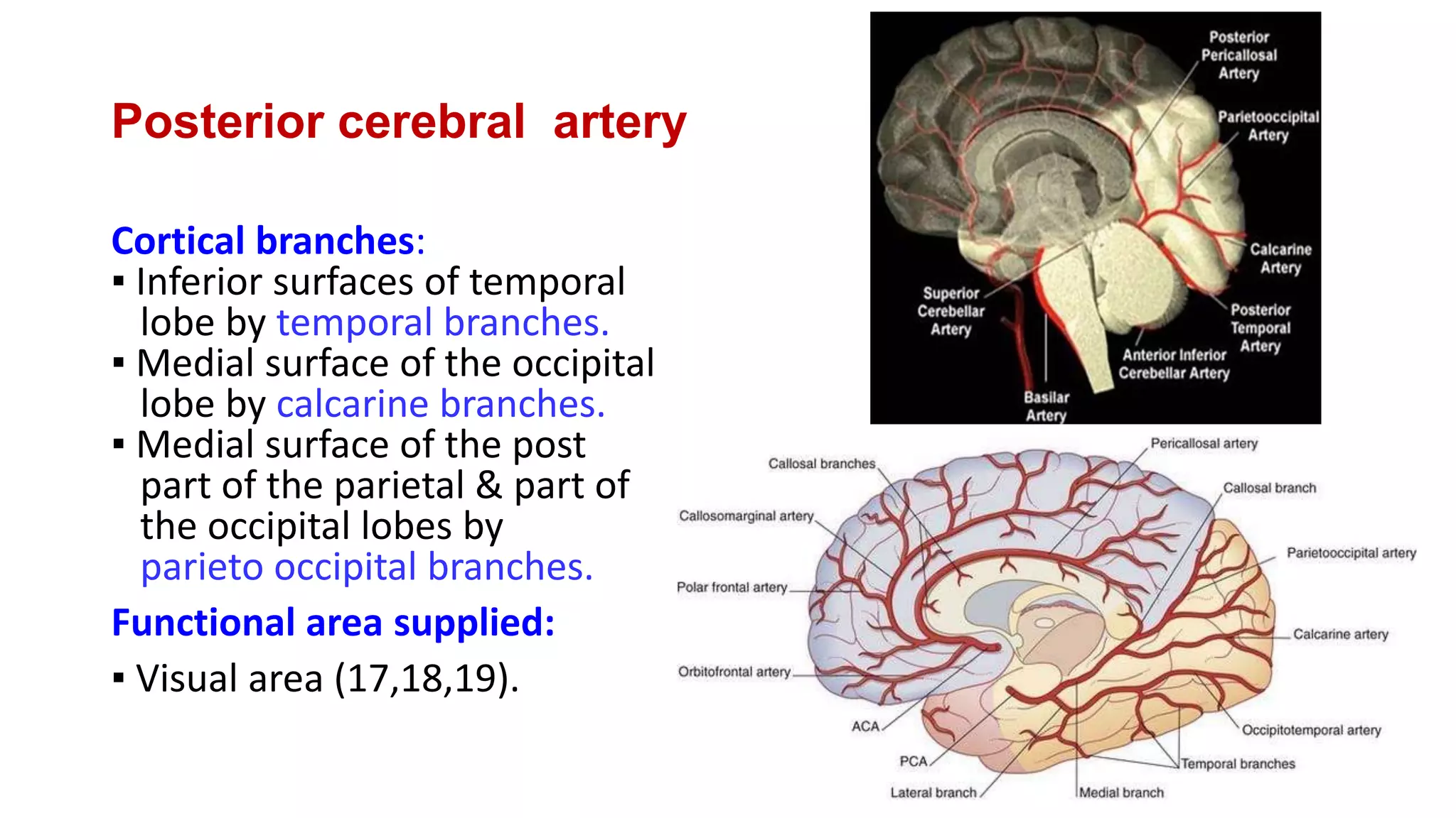 Blood supply of brain | PPTX