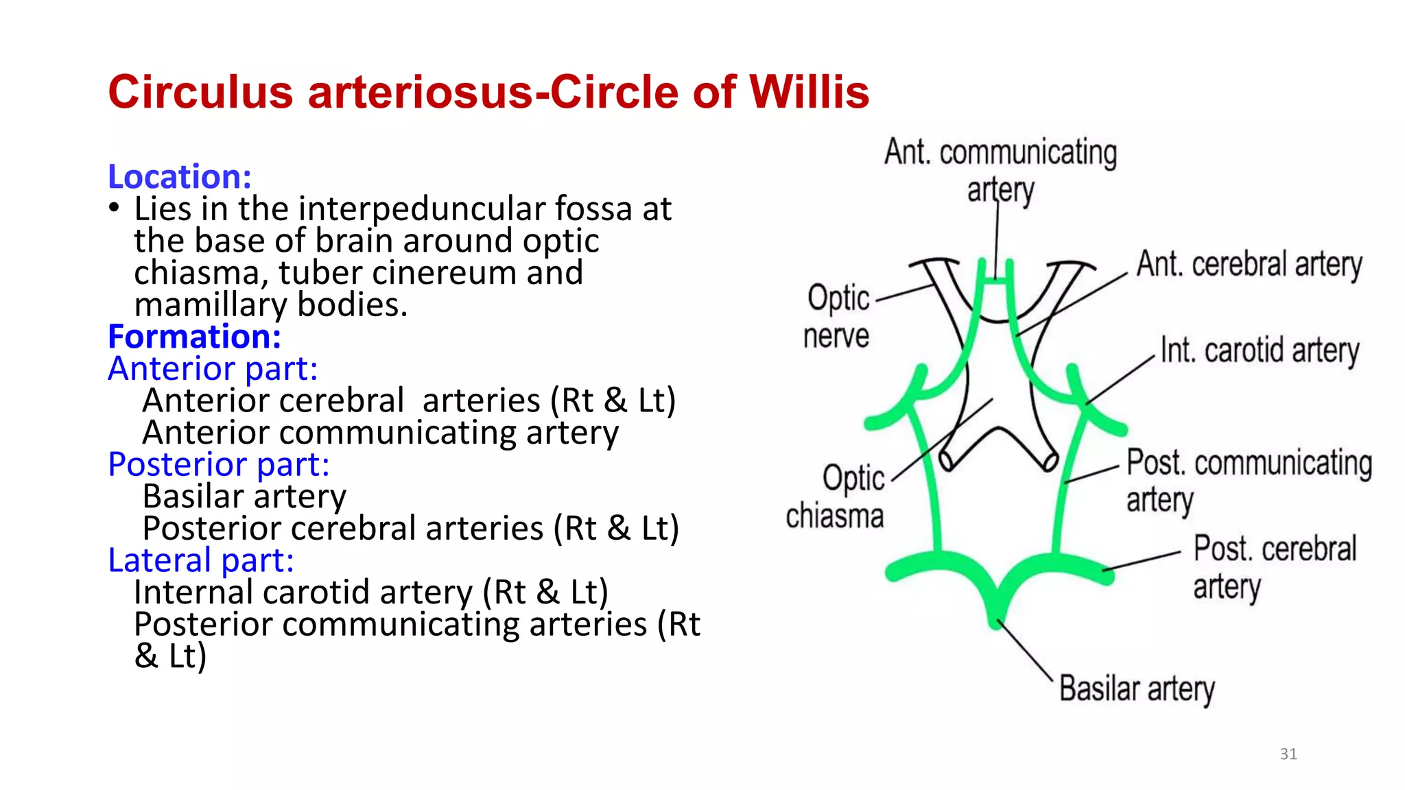 Blood supply of brain | PPTX