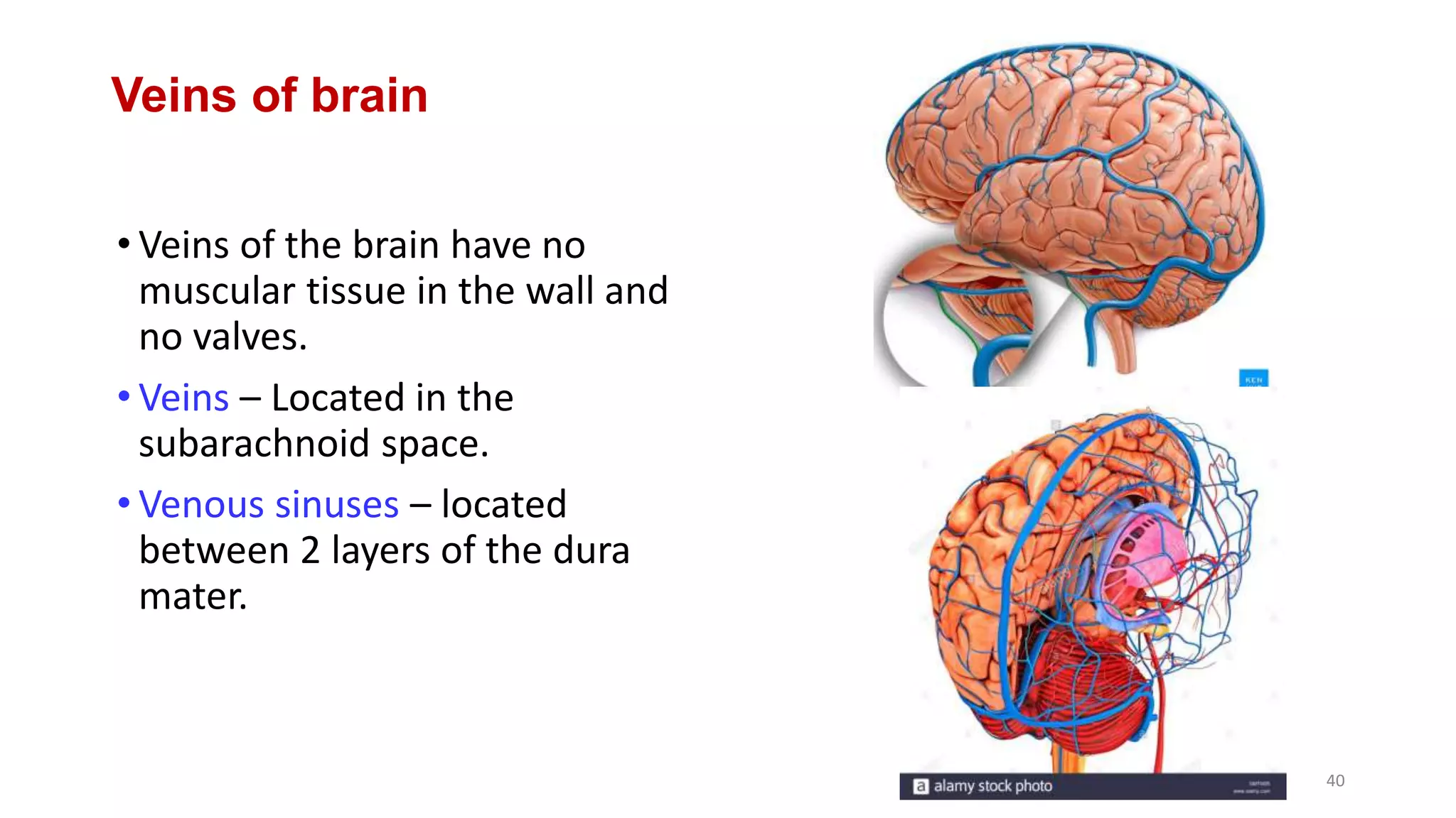 Blood supply of brain | PPTX
