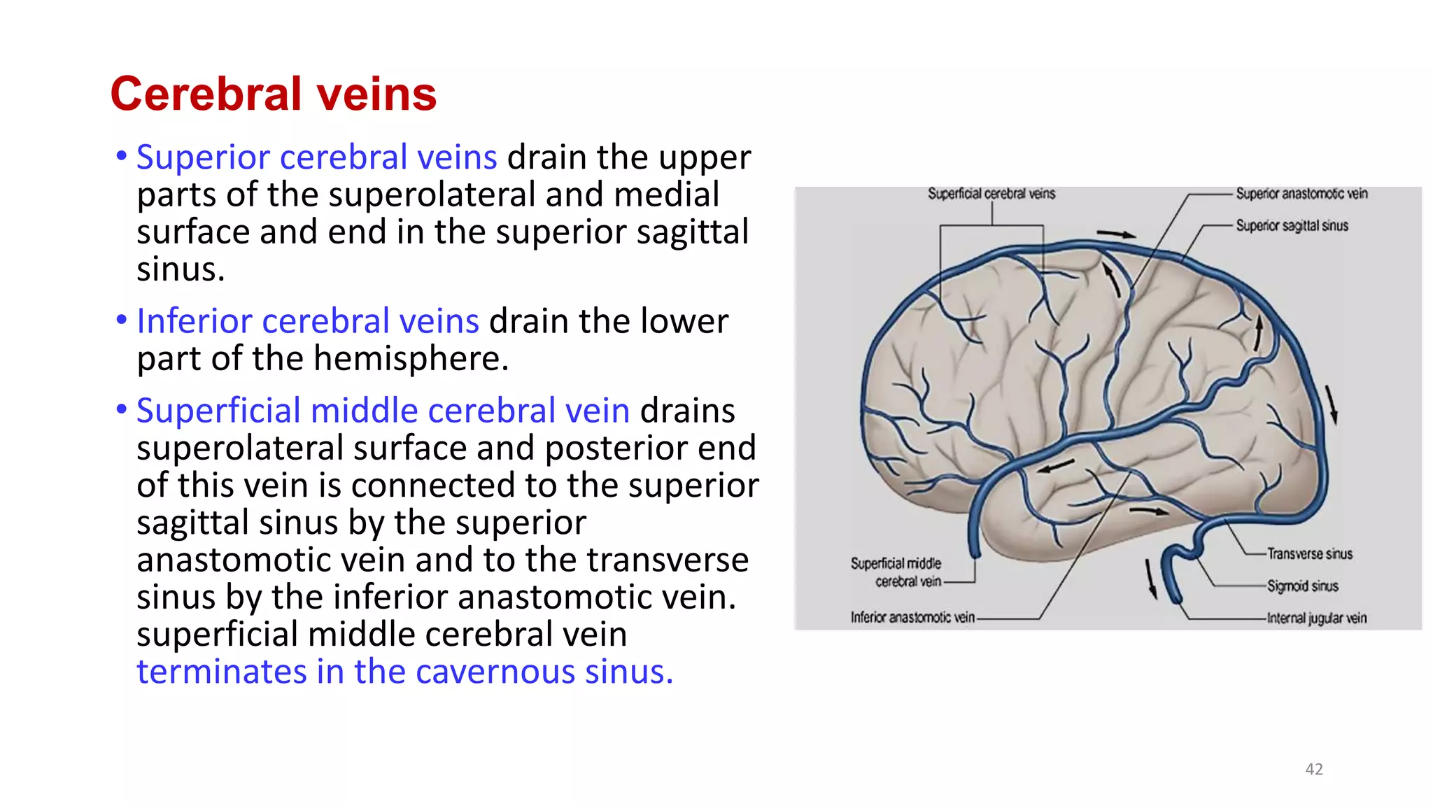 Blood supply of brain | PPTX