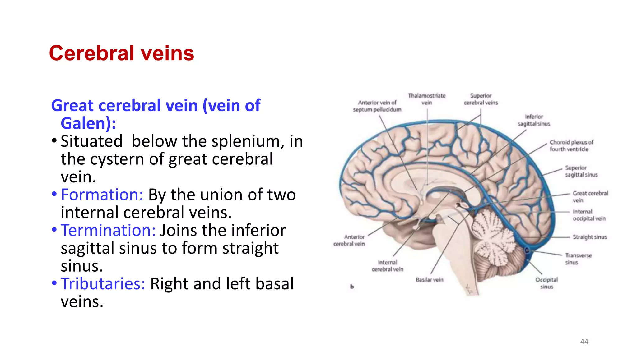 Blood supply of brain | PPTX