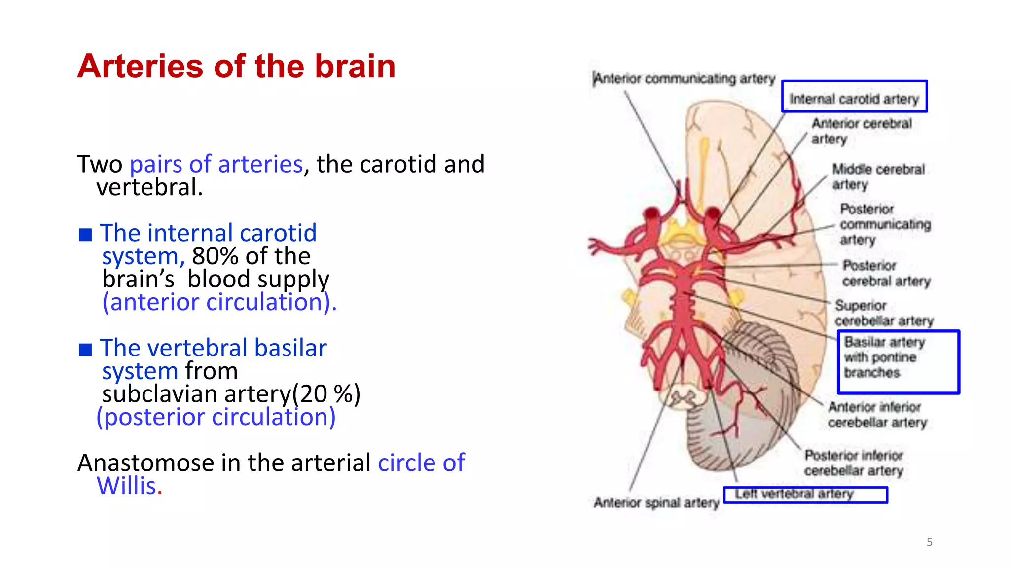 Blood supply of brain | PPTX