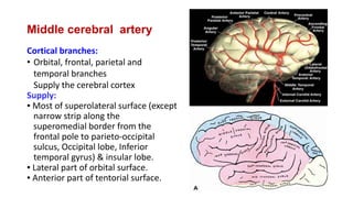 Blood supply of brain | PPTX