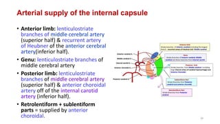 Blood supply of brain | PPTX