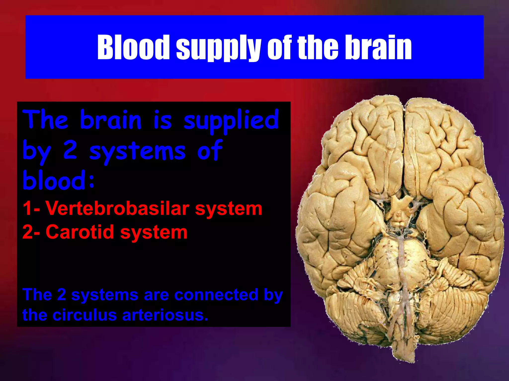 Blood supply of brain | PPT