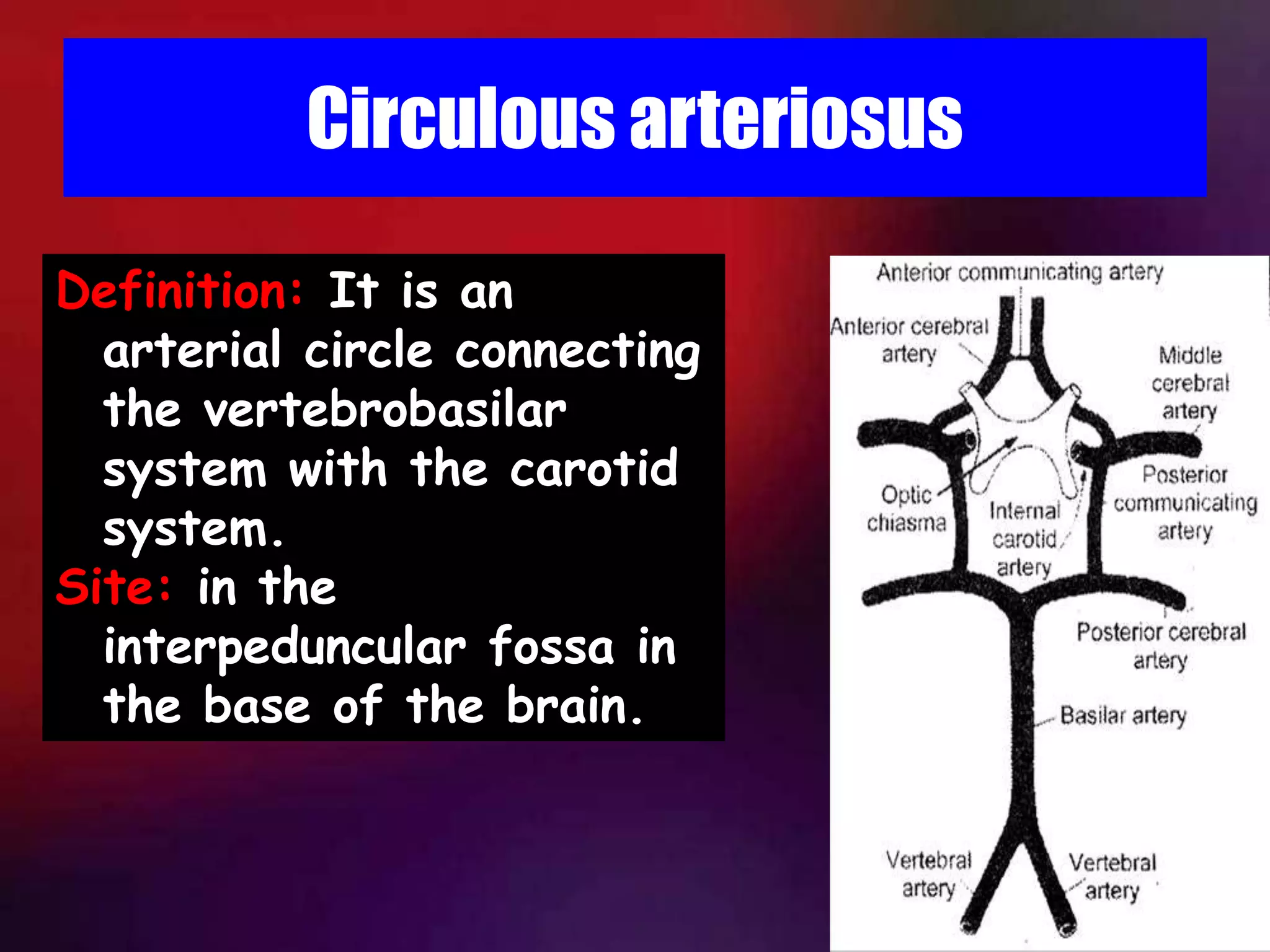 Blood supply of brain | PPT