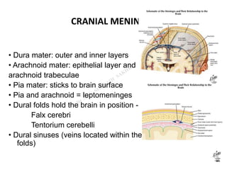 Blood supply of brain | PPT