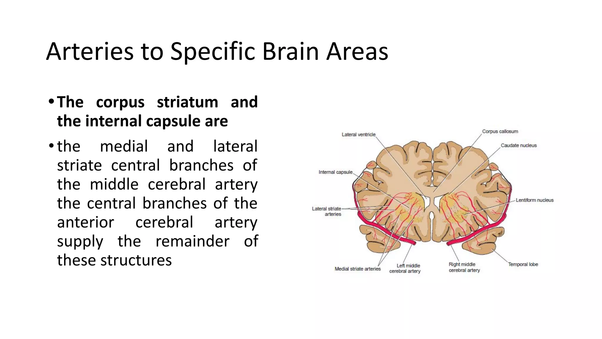 Blood supply of brain.pdf