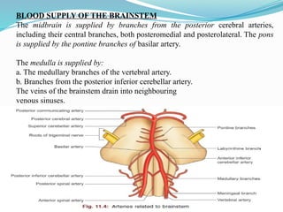 BLOOD SUPPLY OF BRAIN (Basic Anatomy and Physiology) | PPTX