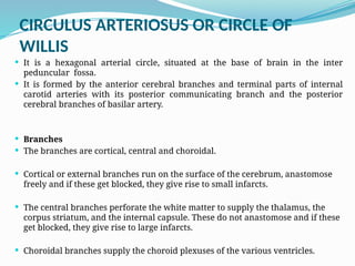 BLOOD SUPPLY OF BRAIN (Basic Anatomy and Physiology) | PPTX