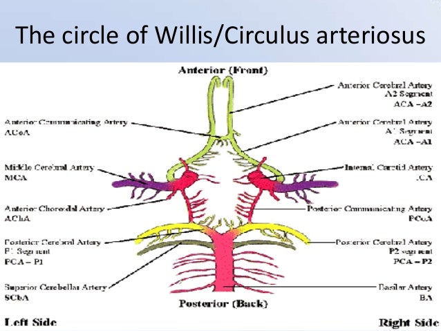 Blood supply of brain (2)
