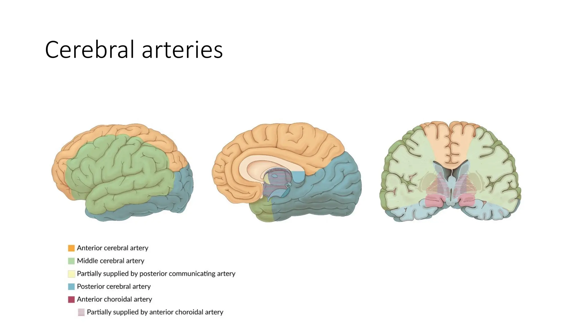 Blood supply of brain and cerebral autoregulation.pptx