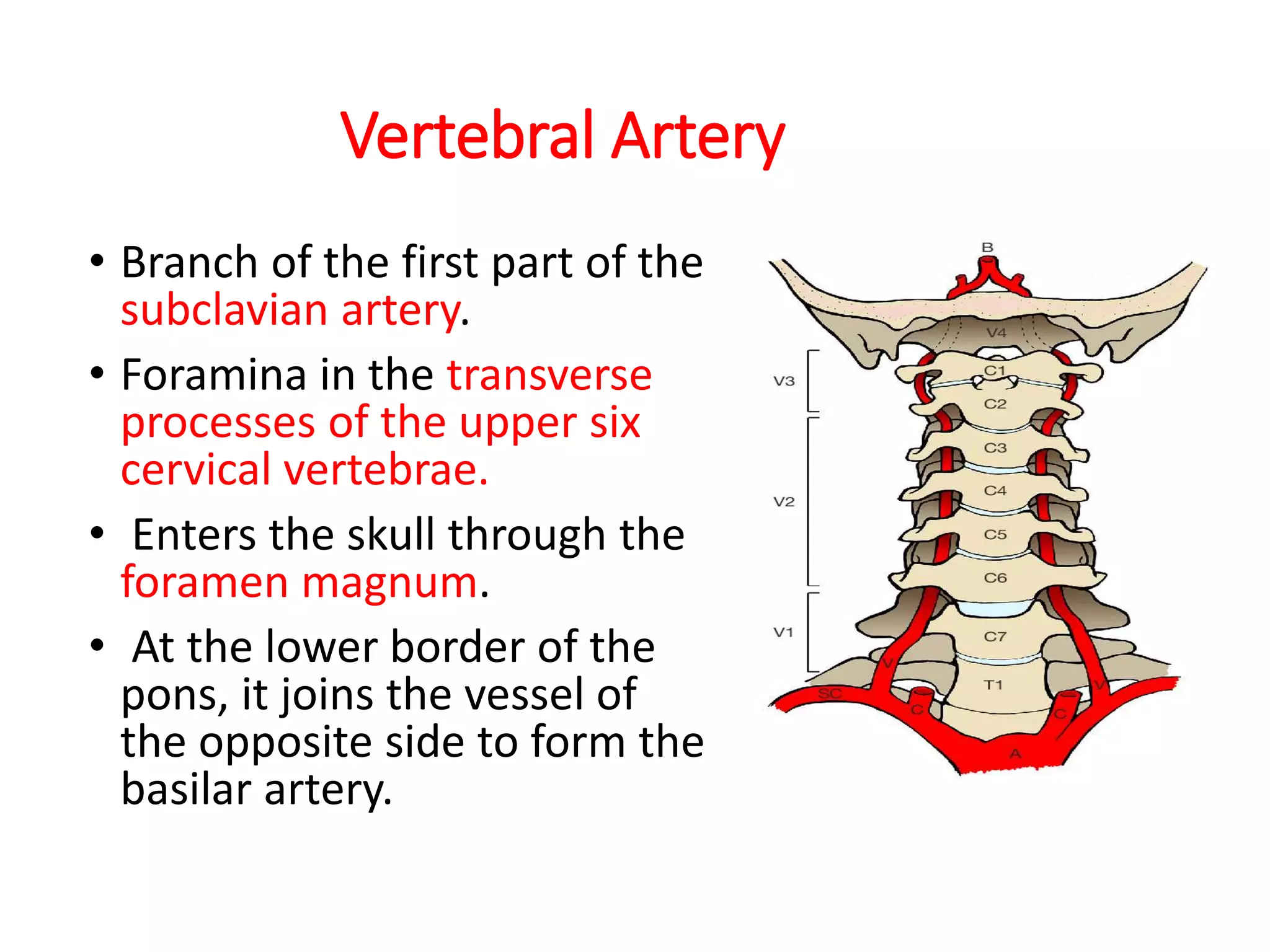 BLOOD SUPPLY of brain and spinal cord.pptx