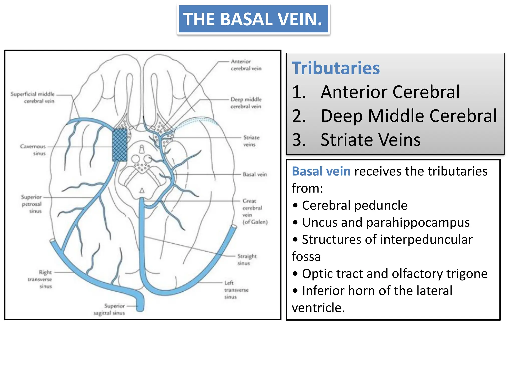 Blood supply of brain and spinal cord.pdf