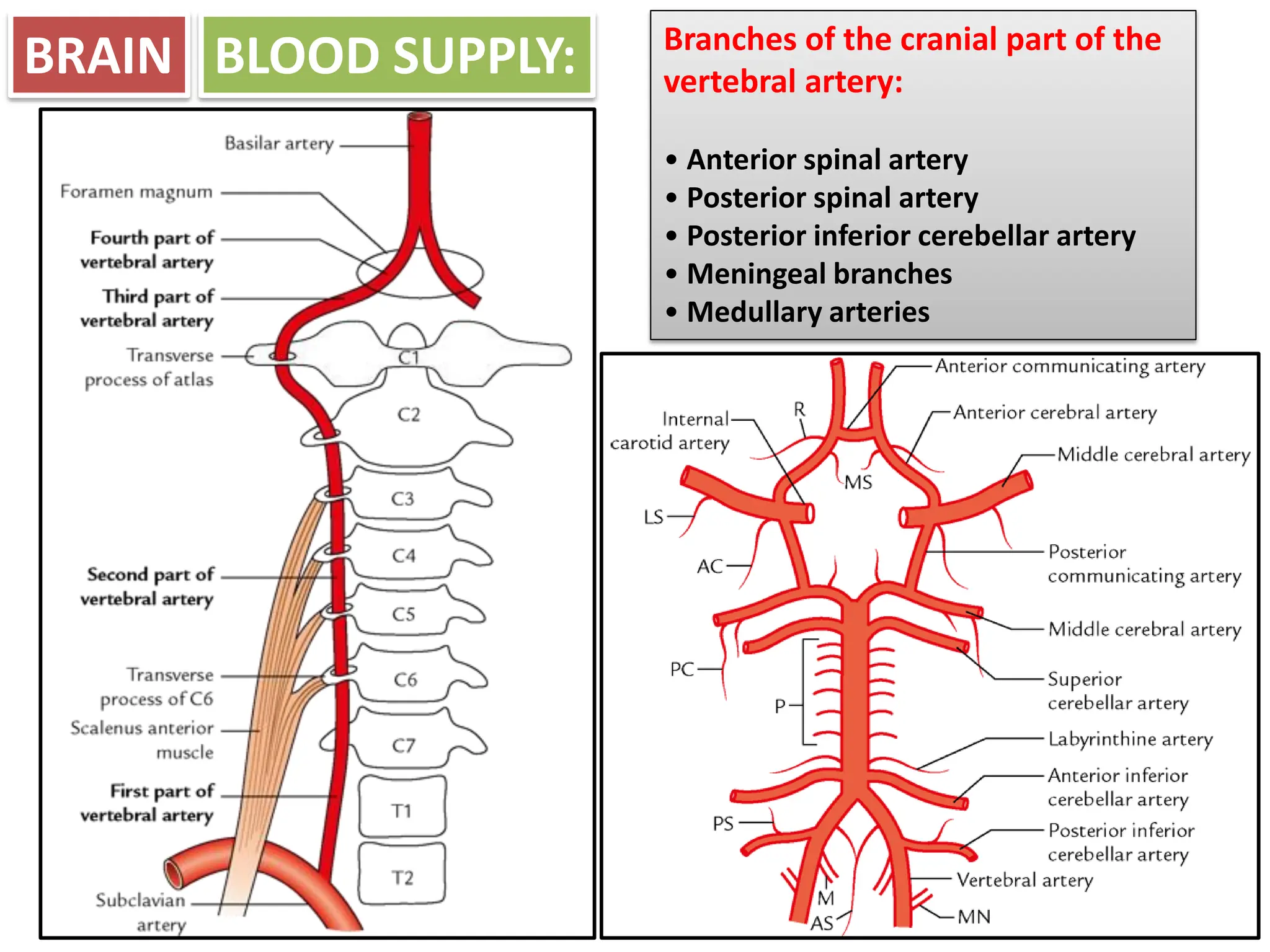 Blood supply of brain and spinal cord.pdf