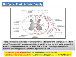 Blood supply of brain and spinal cord.pdf