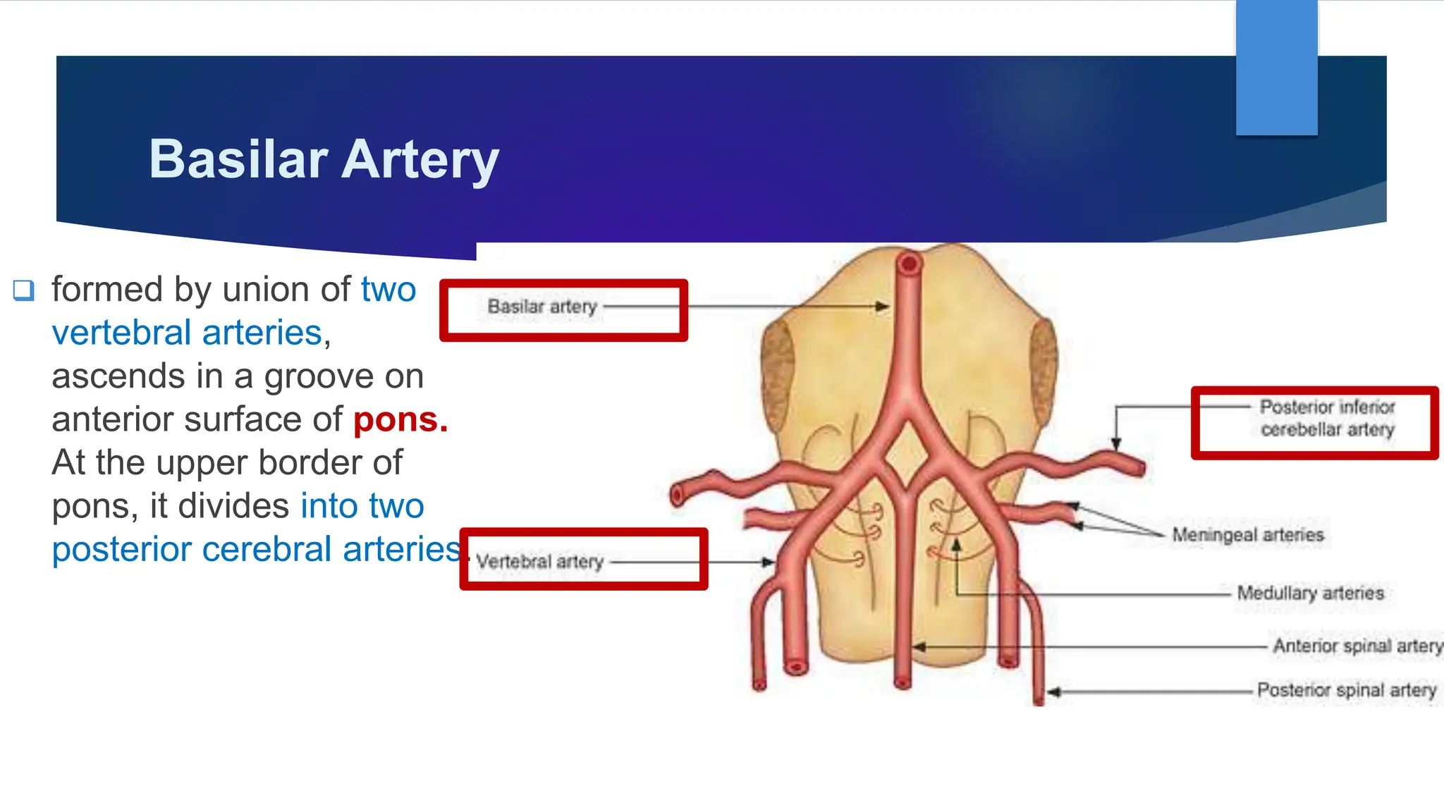 Blood Supply of Brain & Spinal Cord by Dr. Rabia Inam Gandapore.pptx