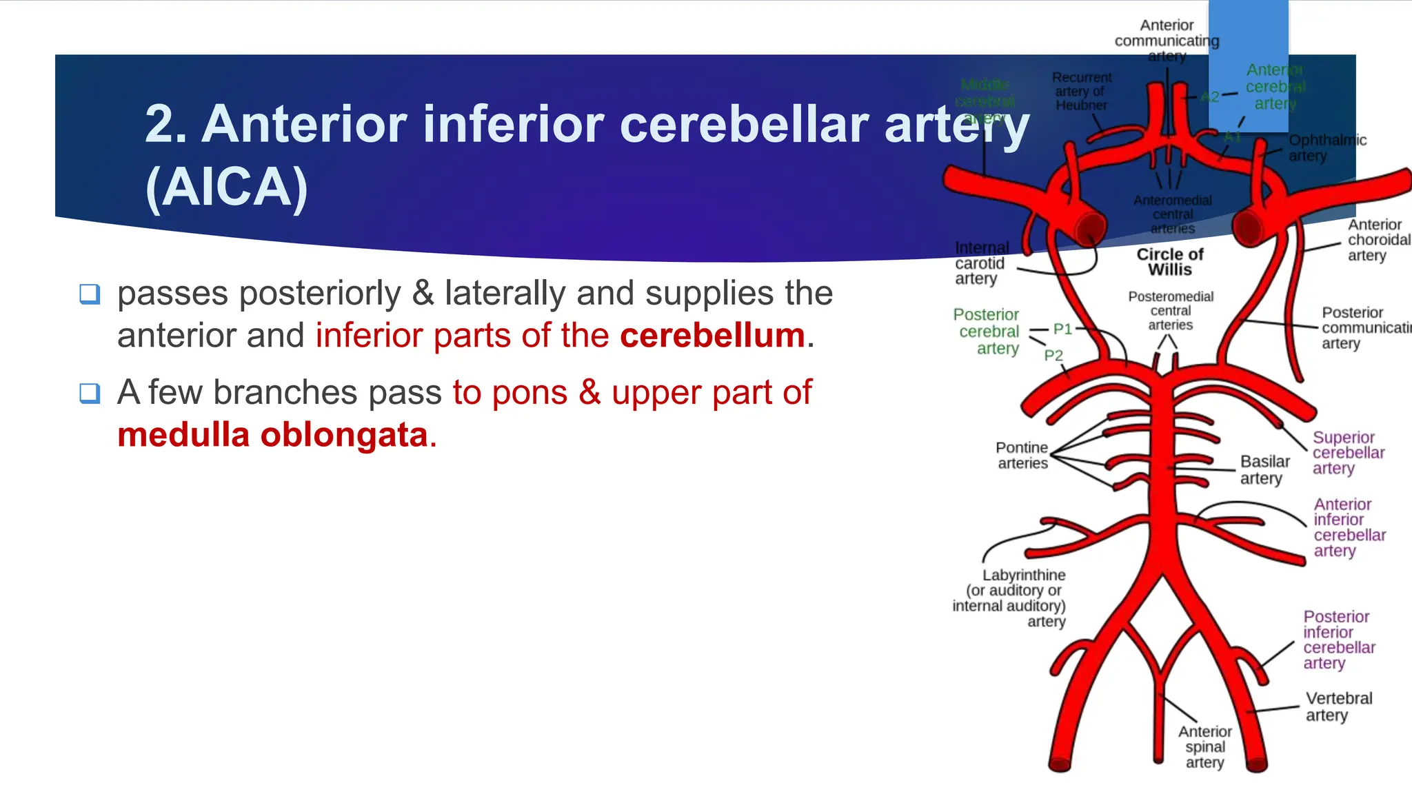 Blood Supply of Brain & Spinal Cord by Dr. Rabia Inam Gandapore.pptx