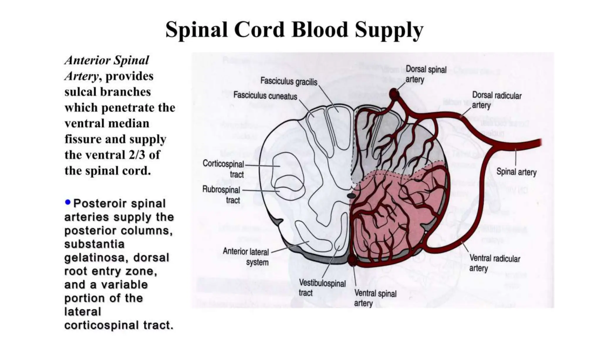 Blood Supply of CNS, blood brain barrier.pptx