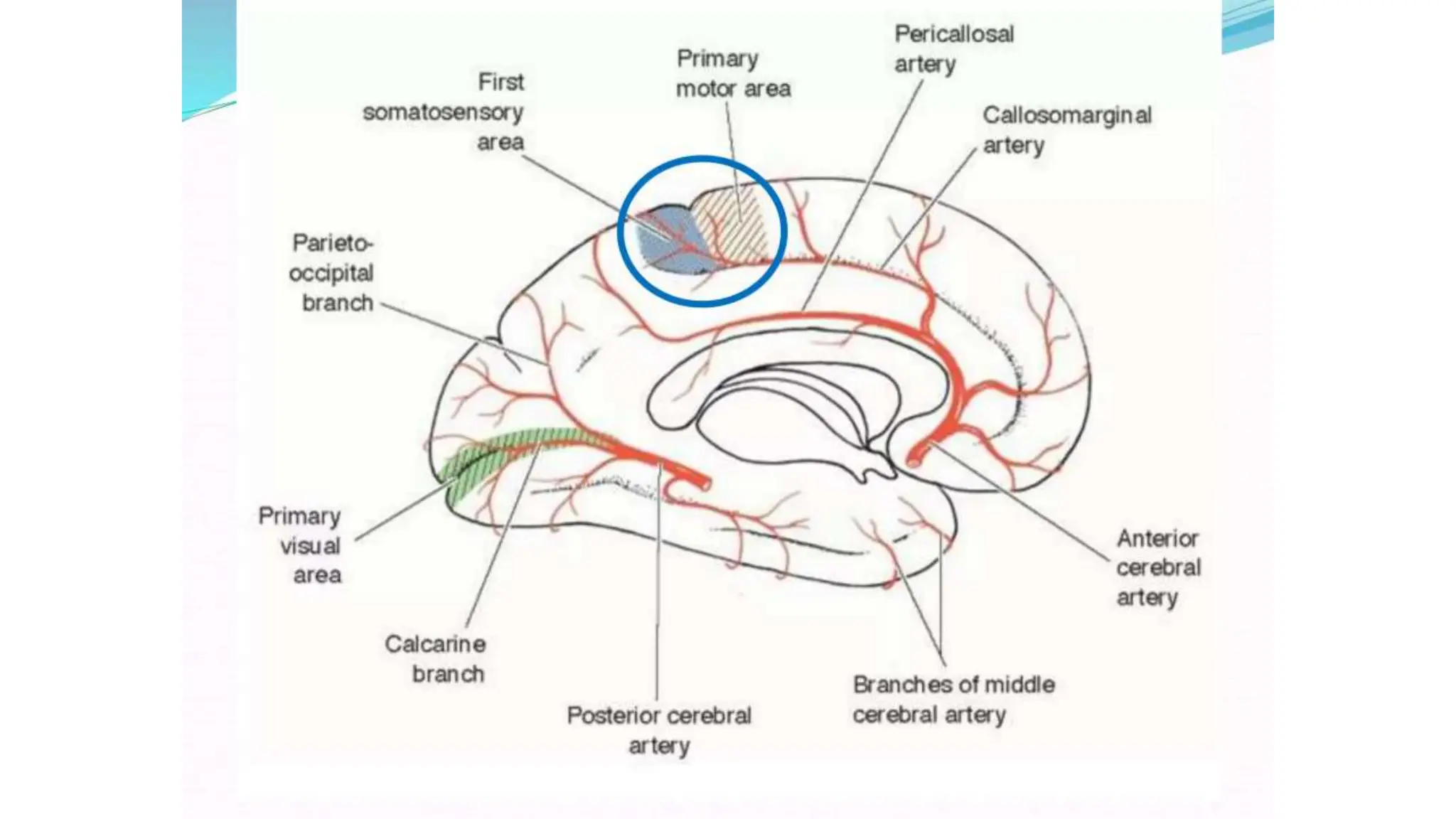 Blood Supply of CNS, blood brain barrier.pptx