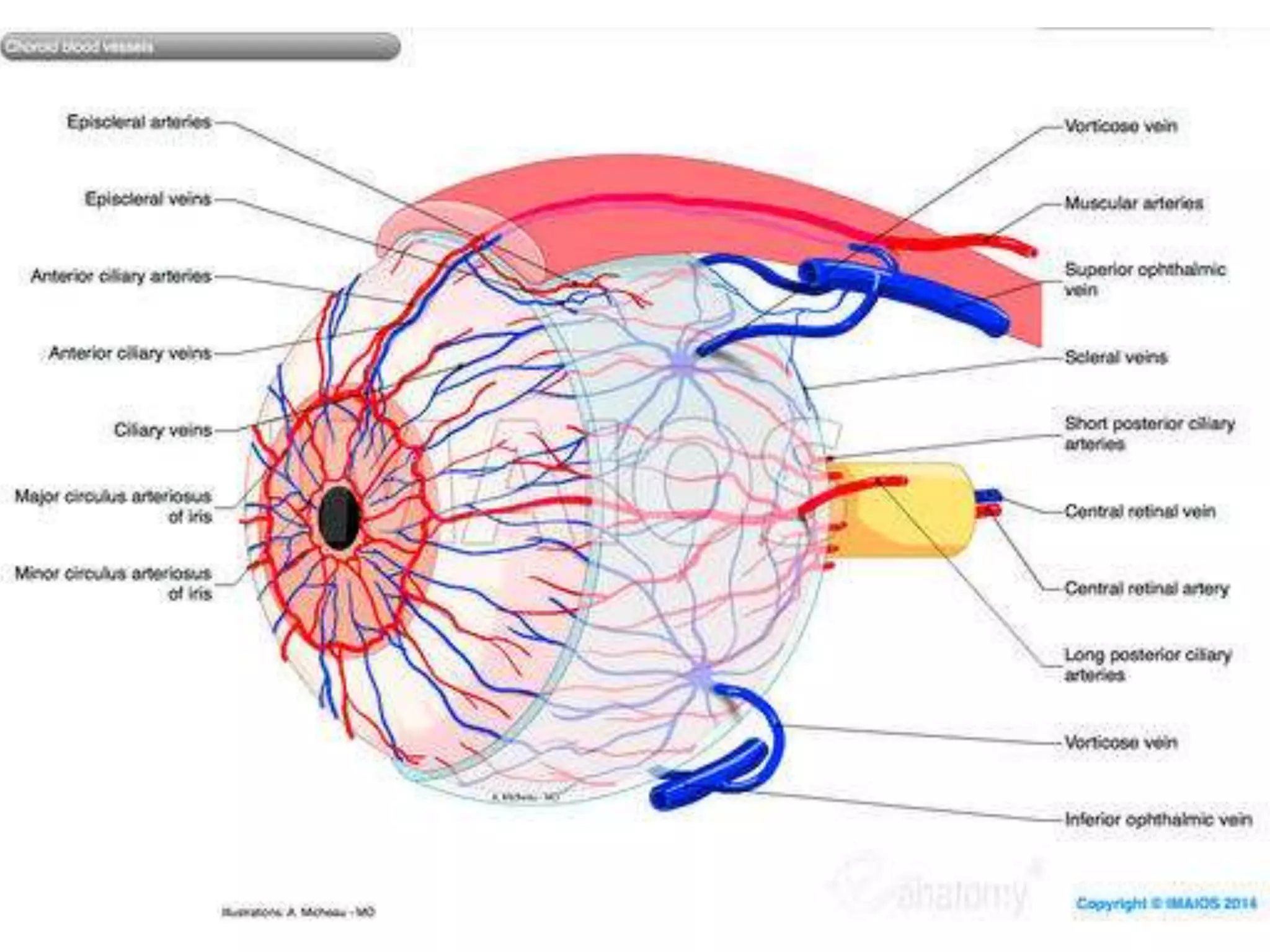 BLOOD AND NERVE SUPPLY OF EYE | PDF