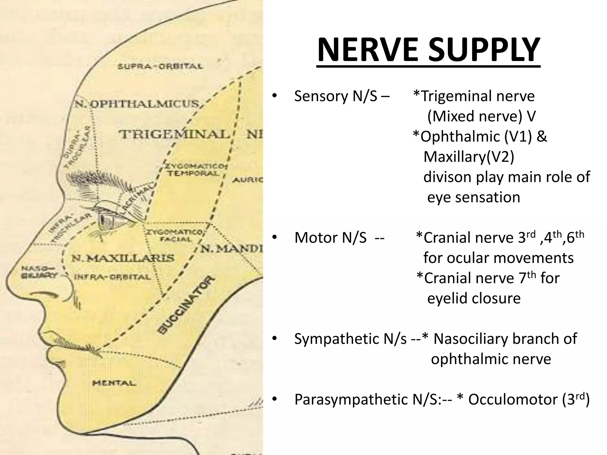BLOOD AND NERVE SUPPLY OF EYE | PDF