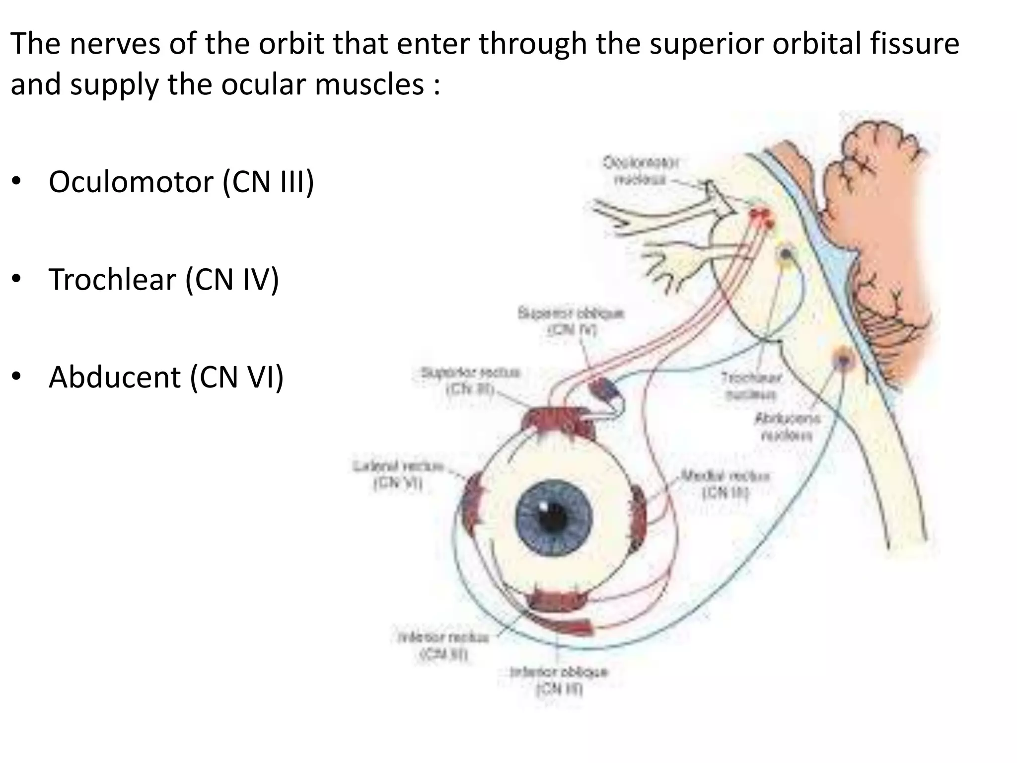 BLOOD AND NERVE SUPPLY OF EYE | PDF