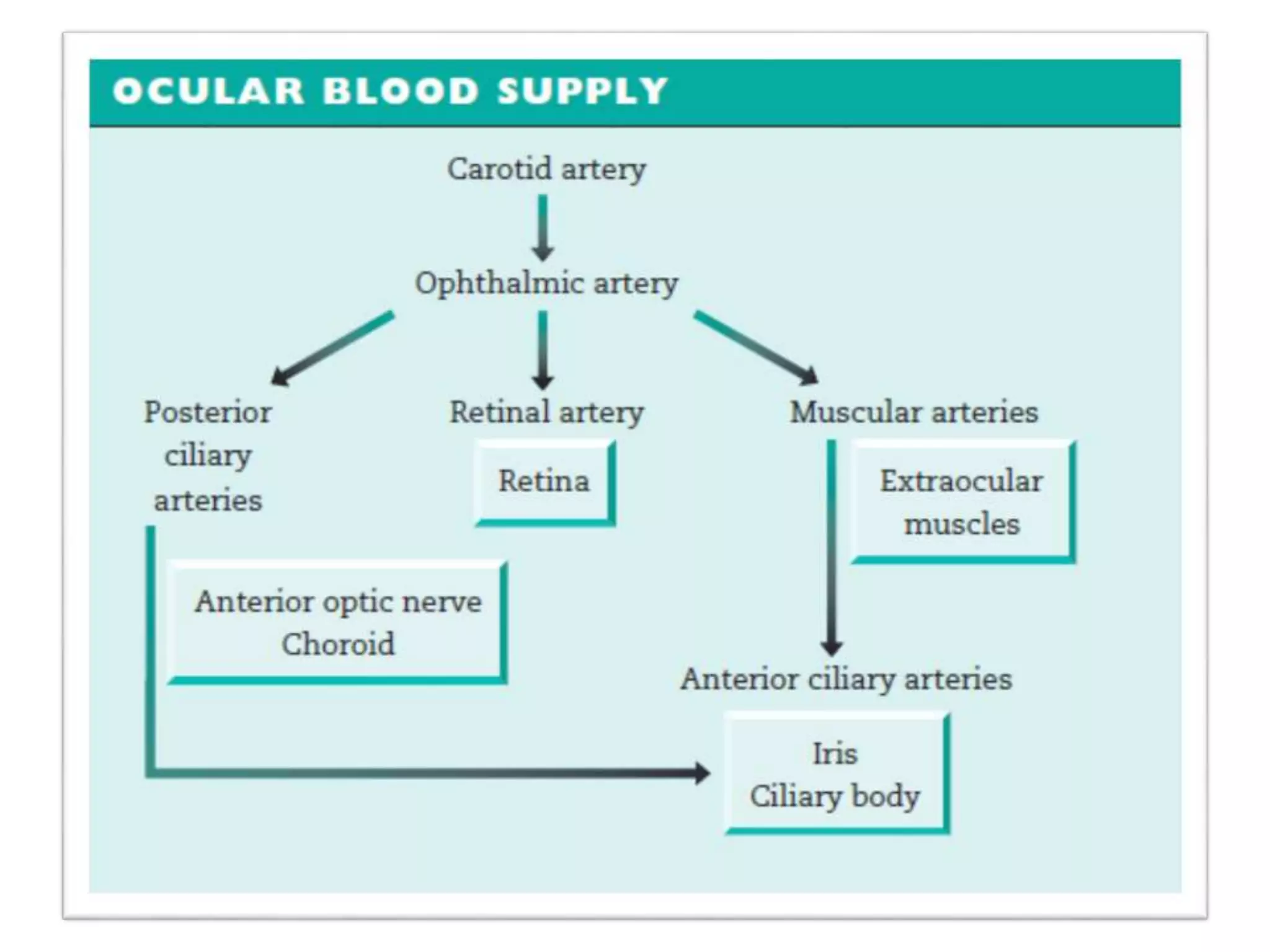 BLOOD AND NERVE SUPPLY OF EYE | PDF