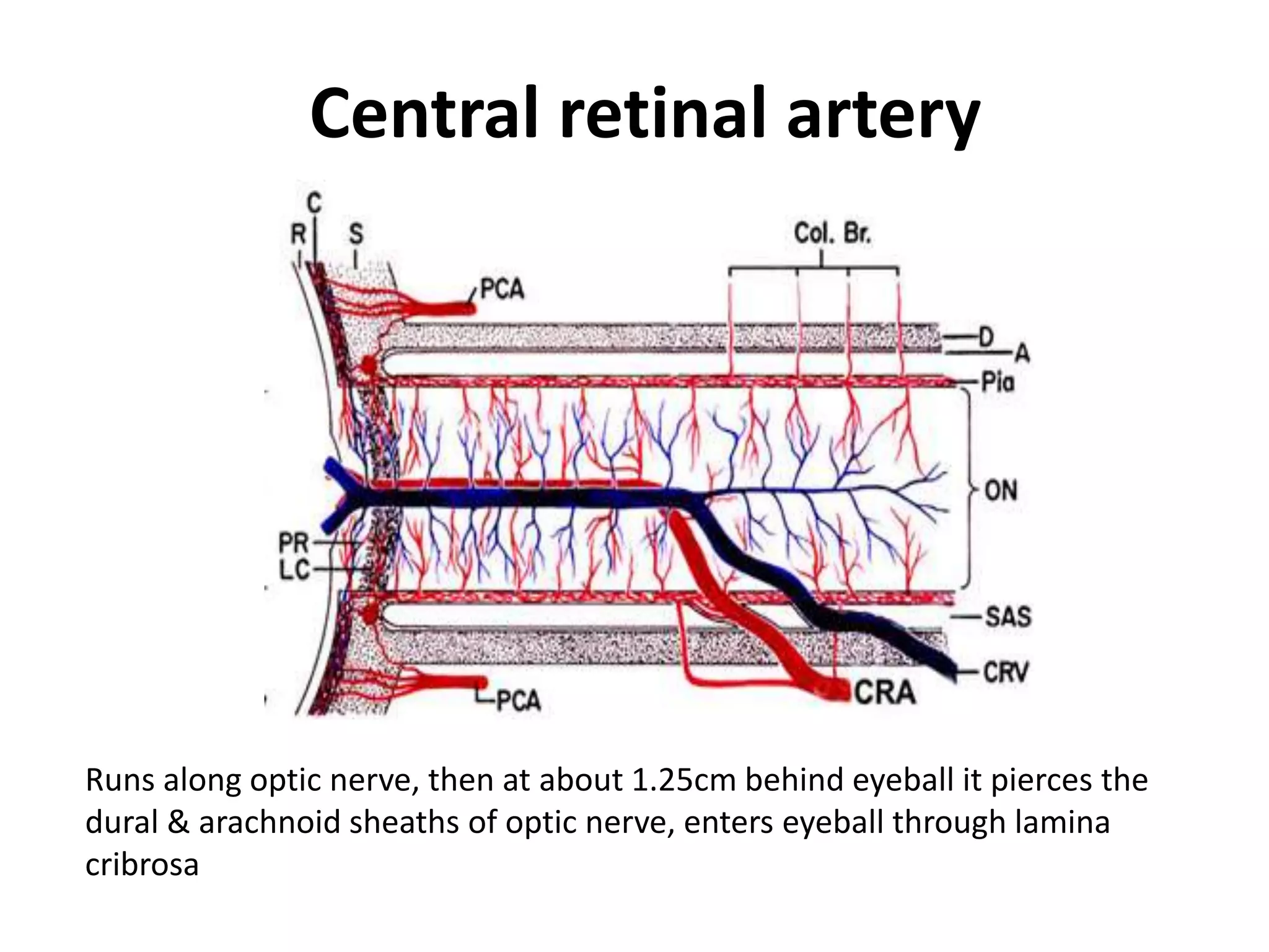 BLOOD AND NERVE SUPPLY OF EYE | PDF