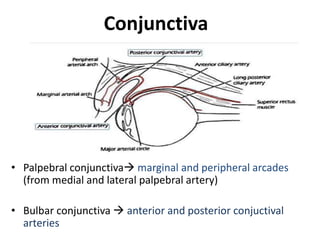 BLOOD AND NERVE SUPPLY OF EYE | PDF