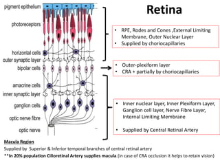 BLOOD AND NERVE SUPPLY OF EYE | PDF