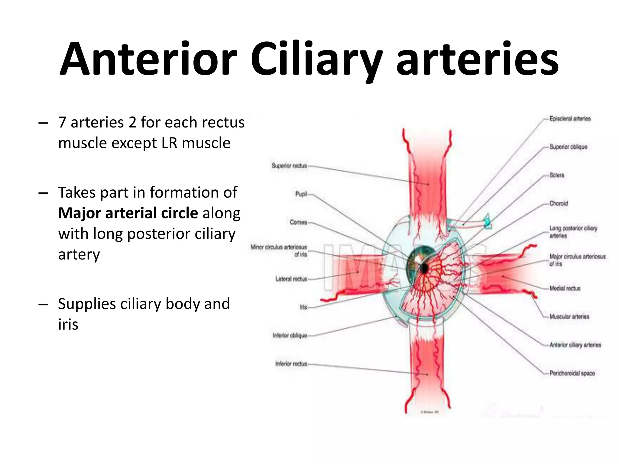 Blood Supply Of Eye and Optic Nerve | PPTX