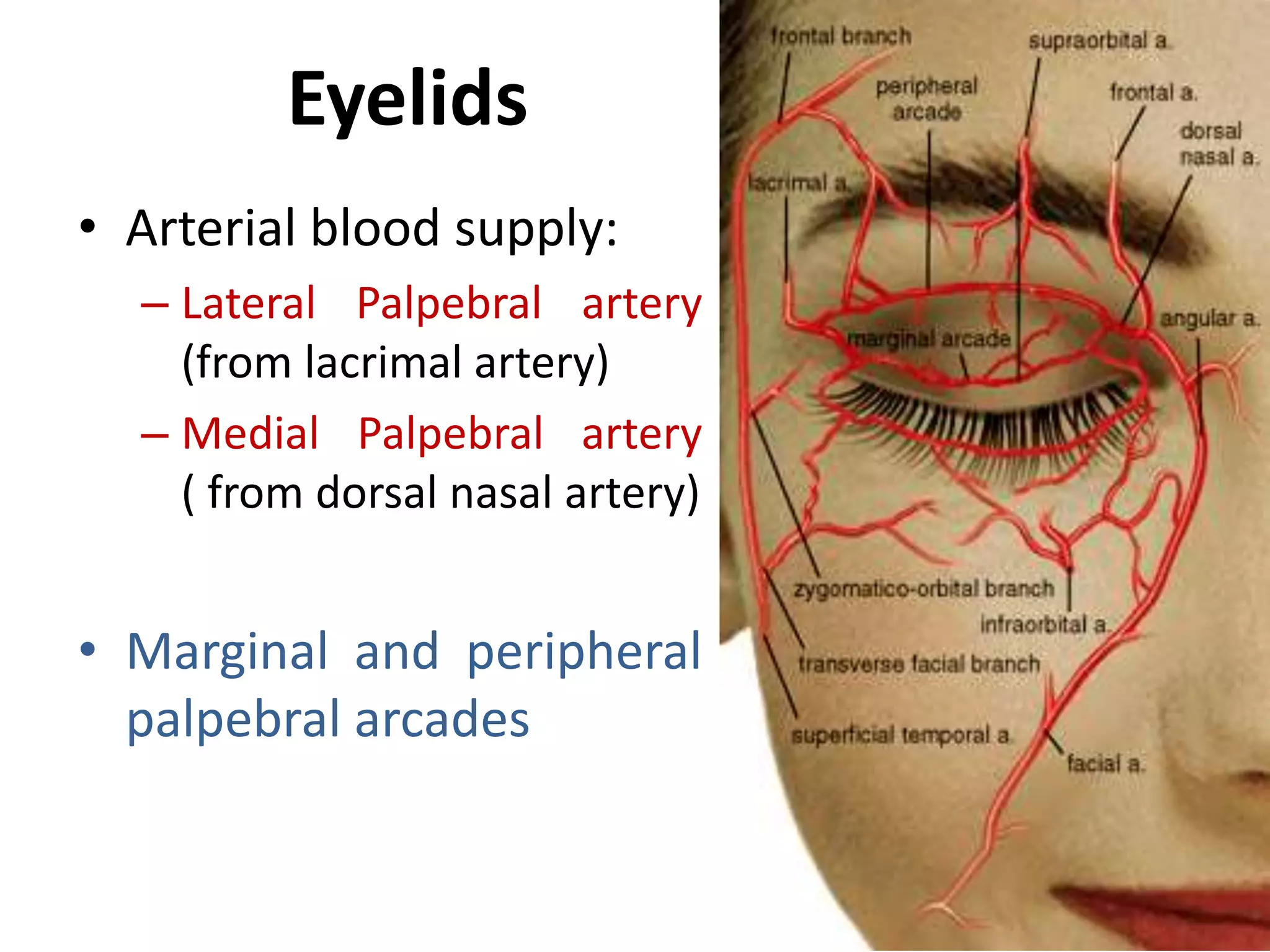 Blood Supply Of Eye and Optic Nerve | PPTX