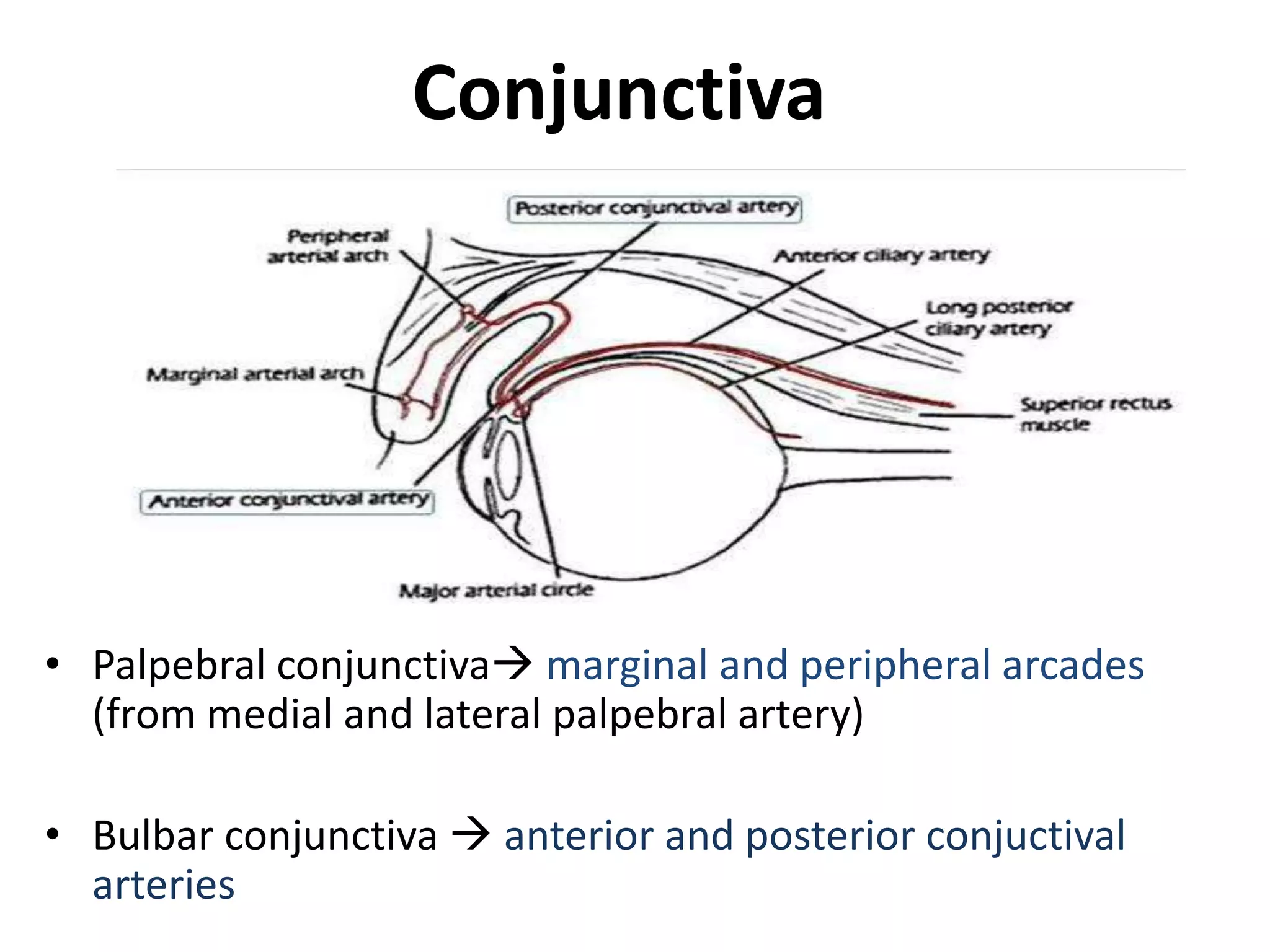 Blood Supply Of Eye and Optic Nerve | PPTX