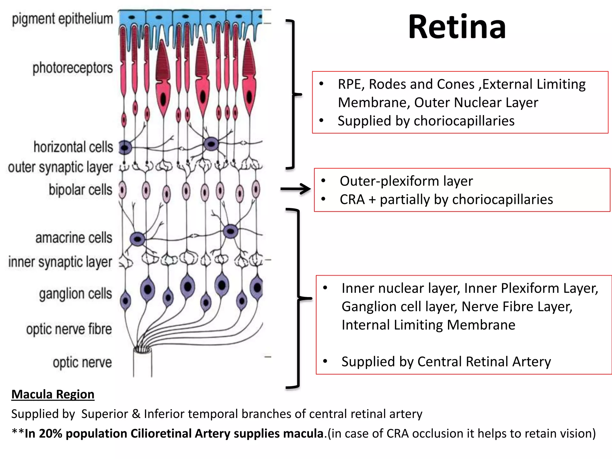 Blood Supply Of Eye and Optic Nerve | PPTX