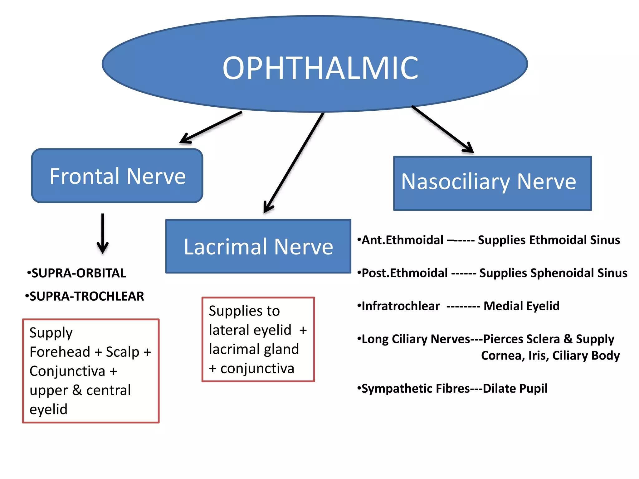 Blood Supply Of Eye and Optic Nerve | PPTX