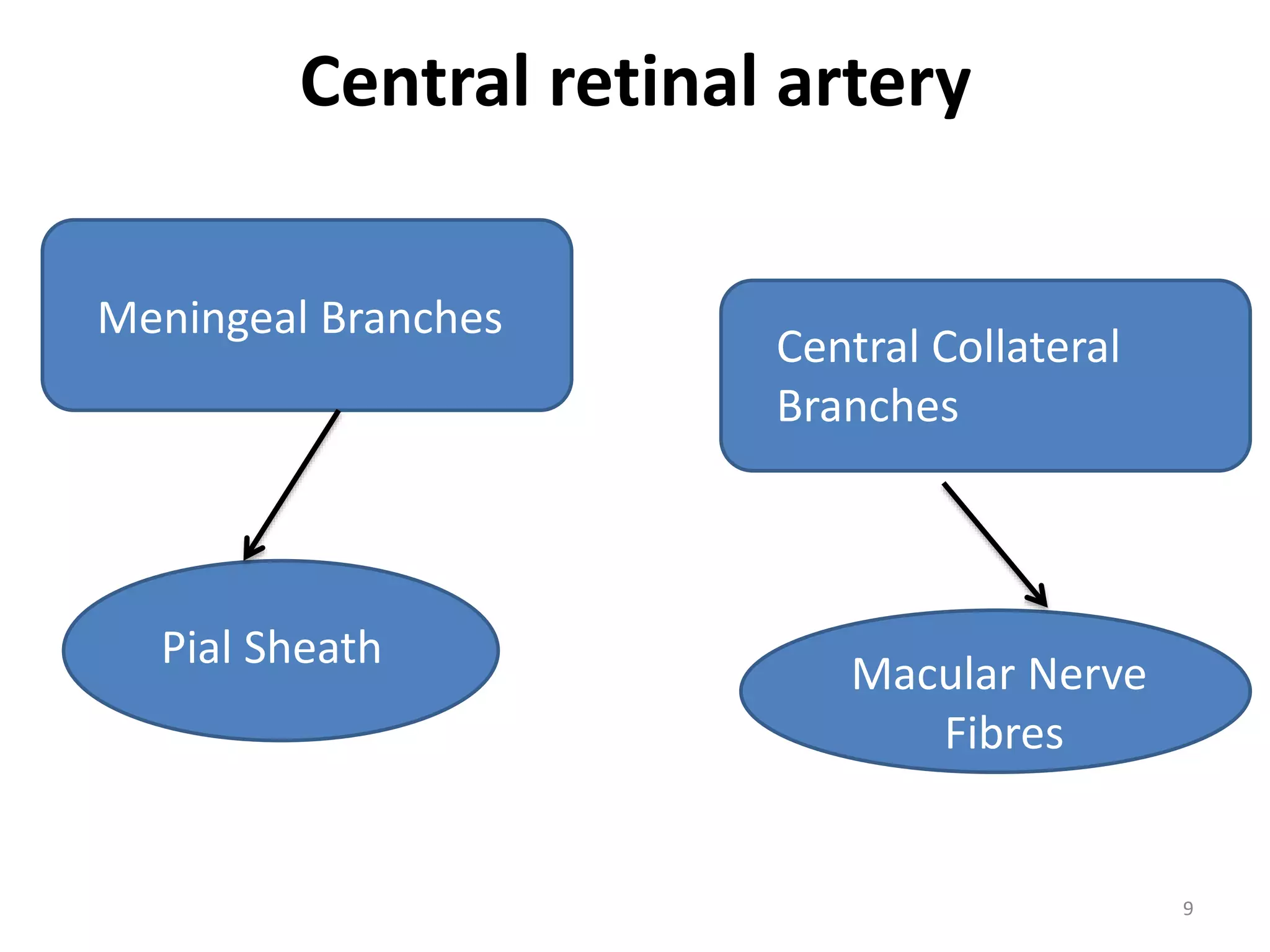 Blood Supply Of Eye and Optic Nerve | PPTX