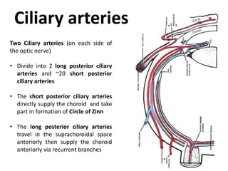 Blood Supply Of Eye and Optic Nerve | PPTX