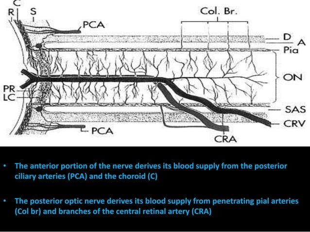 Blood Supply Of Eye and Optic Nerve | PPTX