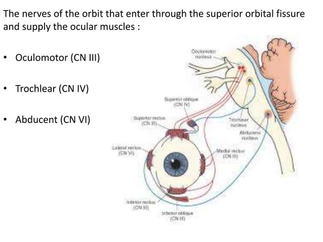 Blood Supply Of Eye and Optic Nerve | PPTX