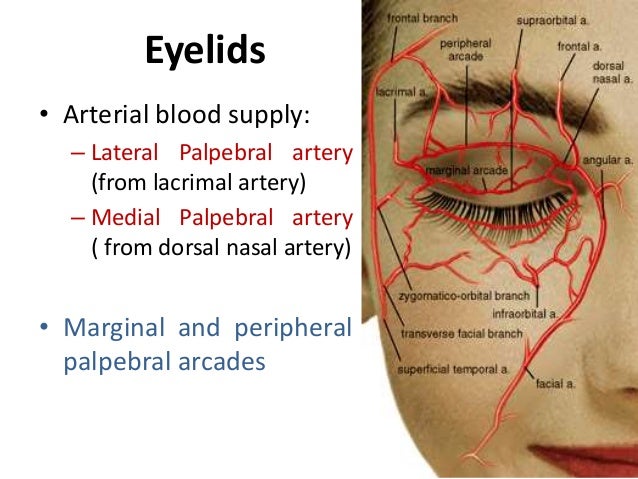 Blood Supply Of Eye and Optic Nerve