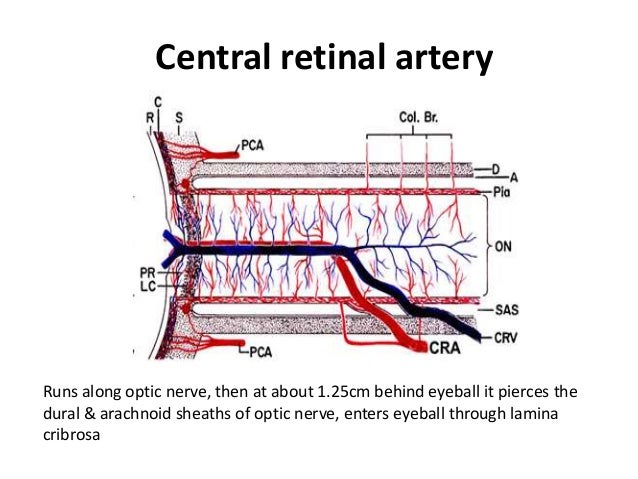 Blood Supply Of Eye and Optic Nerve