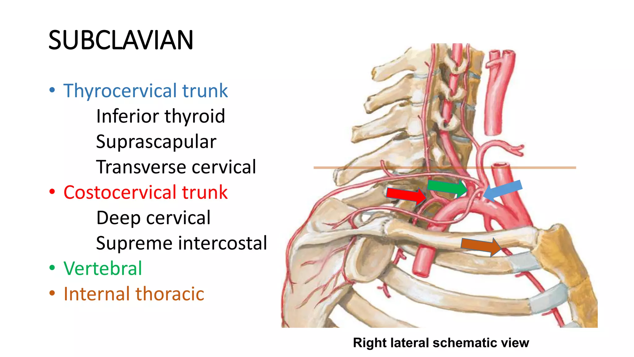 Blood supply of face | PPTX