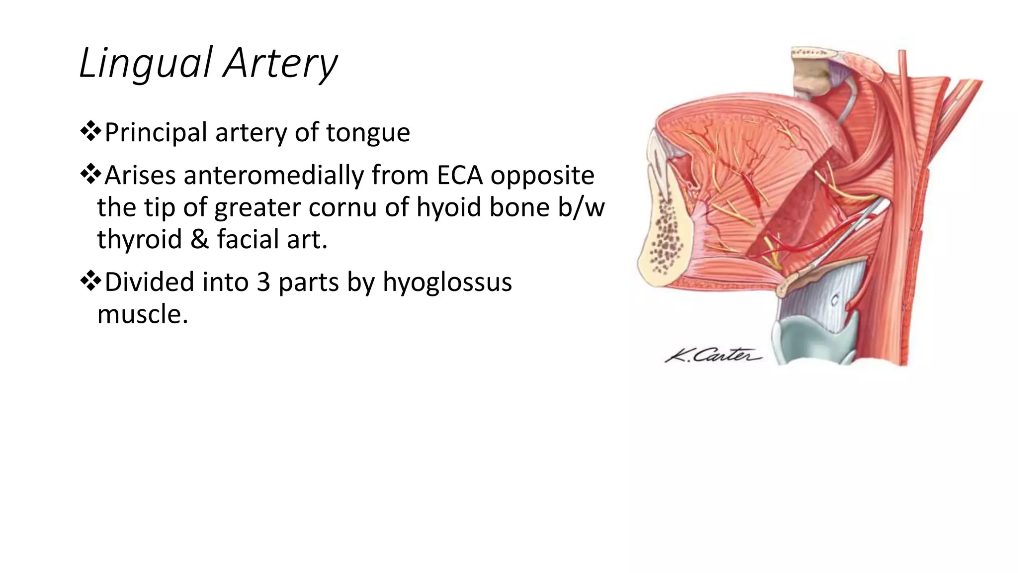 Blood supply of face | PPTX