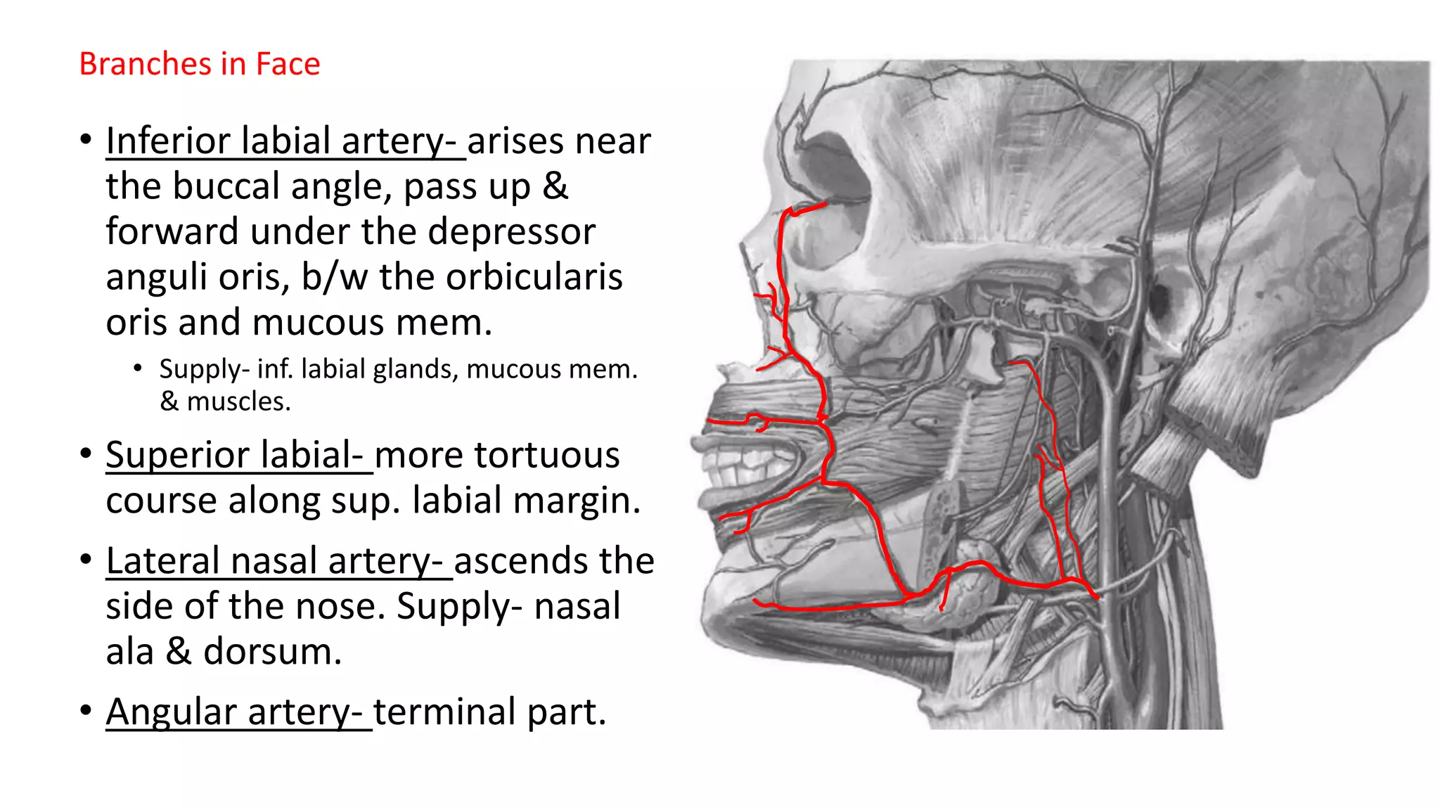 Blood supply of face | PPTX